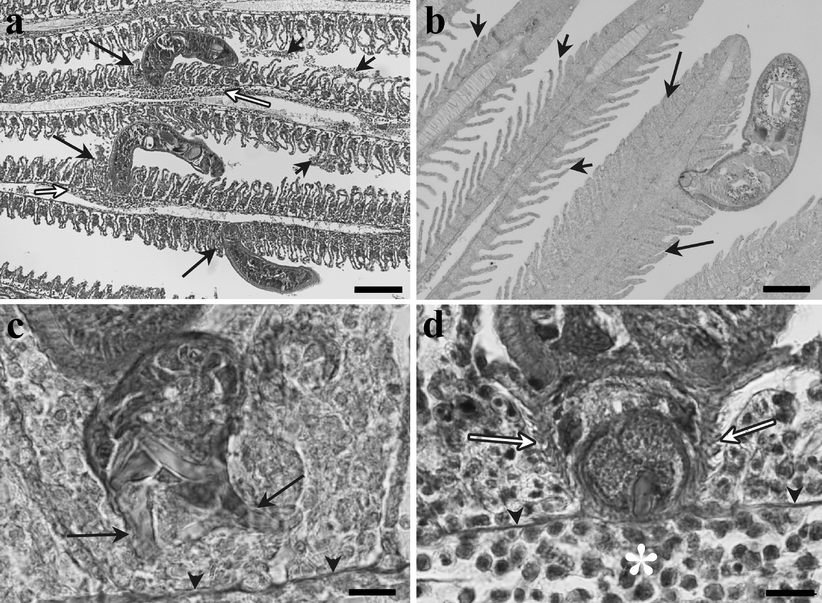 Gill histopathology of cultured European sea bass, Dicentrarchus labrax ...
