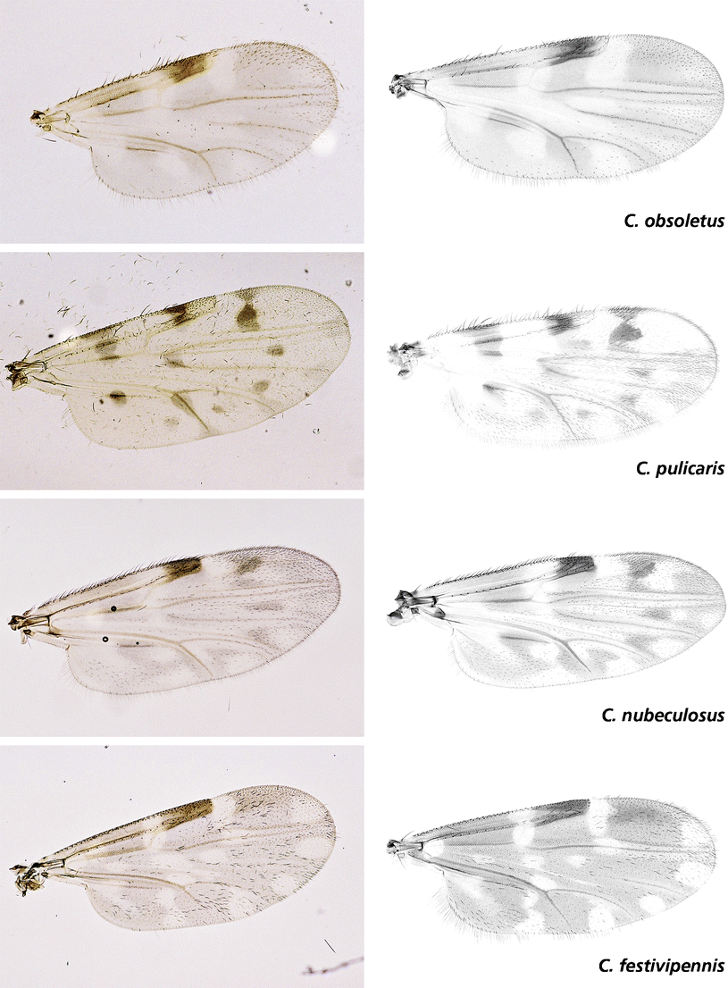 First occurrence of Culicoides obsoletus-transmitted bluetongue virus ...