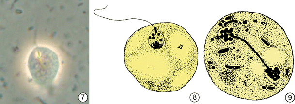 Light and transmission electron microscopic studies on trophozoites and ...