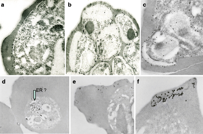 Proteins of the Plasmodium falciparum two transmembrane Maurer’s cleft ...