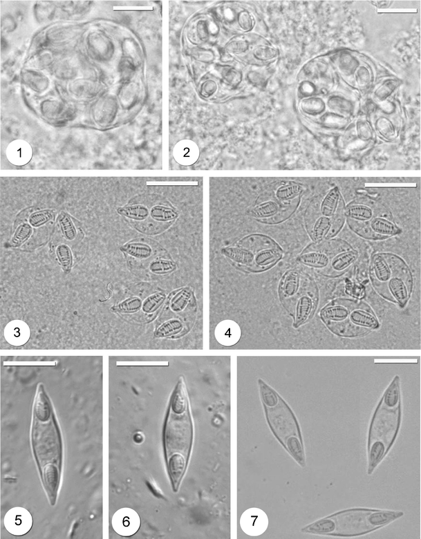 Two new Myxidium species (Myxosporea: Myxidiidae) infecting the ...