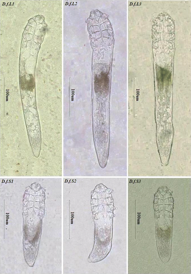 Molecular identification of four phenotypes of human Demodex mites ...
