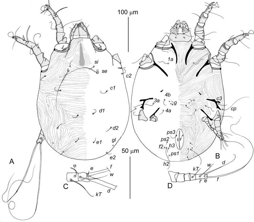 Integrated Bayesian species delimitation and morphological diagnostics ...