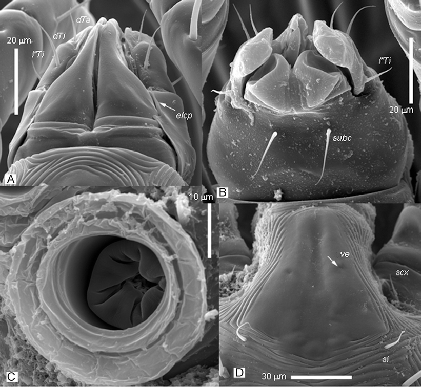 Integrated Bayesian species delimitation and morphological diagnostics ...