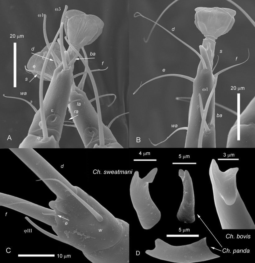 Integrated Bayesian species delimitation and morphological diagnostics ...