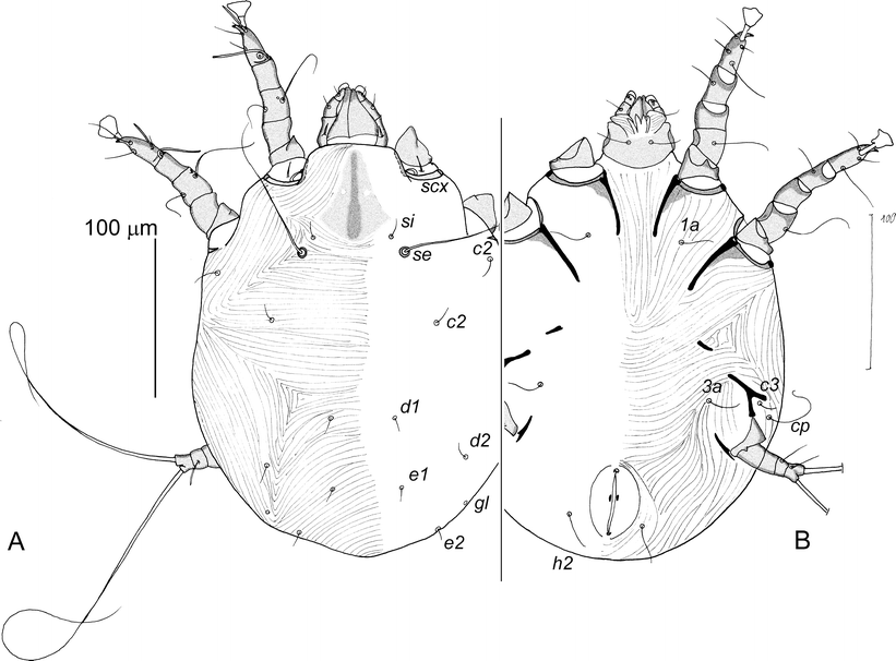Integrated Bayesian species delimitation and morphological diagnostics ...