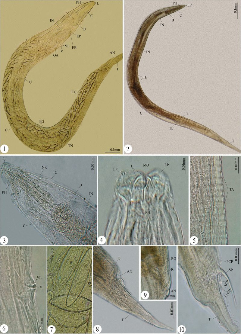 Syphacia obvelata (Nematode, Oxyuridae) infecting laboratory mice Mus ...