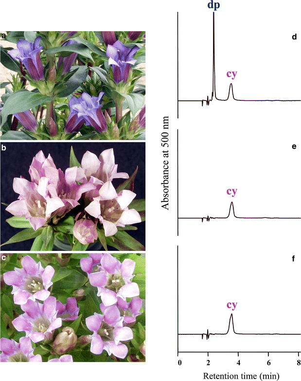 Two different transposable elements inserted in flavonoid 3′,5 ...