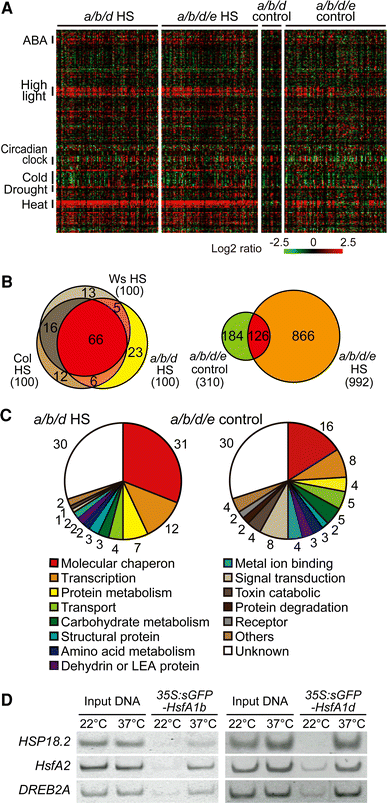 Arabidopsis HsfA1 transcription factors function as the main positive ...