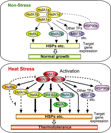 Arabidopsis HsfA1 transcription factors function as the main positive ...