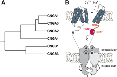 Gene replacement therapy for retinal CNG channelopathies | SpringerLink