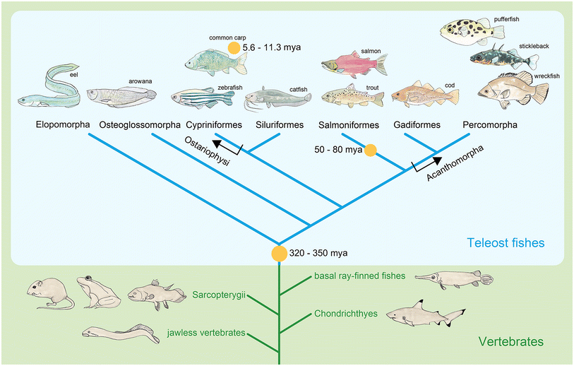 Whole-genome duplication in teleost fishes and its evolutionary ...