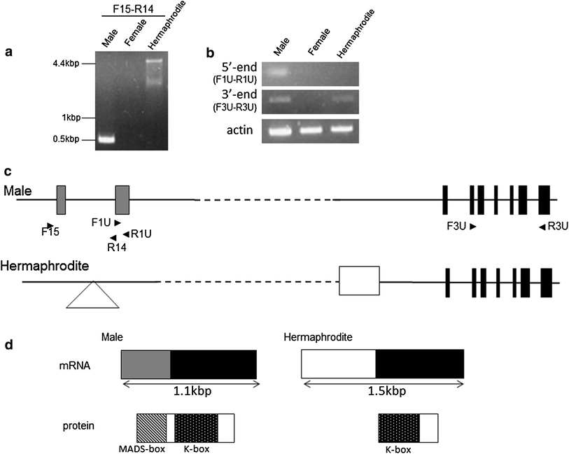 Genome sequence comparison reveals a candidate gene involved in male ...