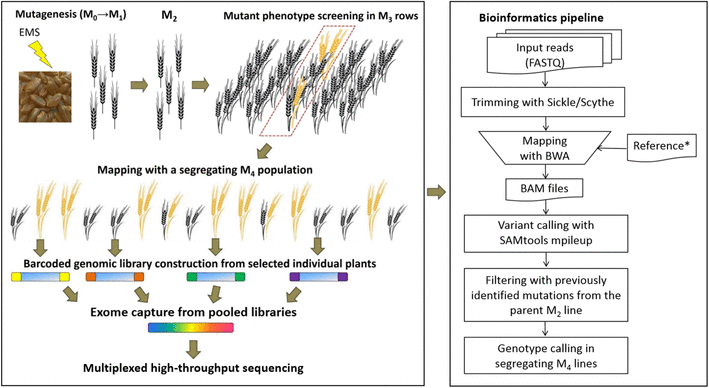 Mapping causal mutations by exome sequencing in a wheat TILLING ...
