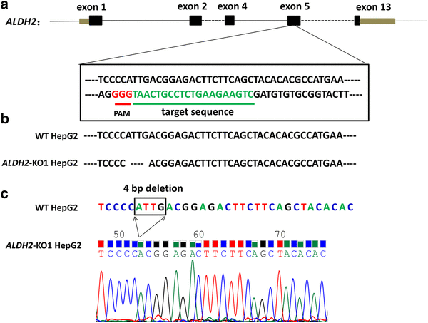 A comparison of CRISPR/Cas9 and siRNA-mediated ALDH2 gene silencing in ...