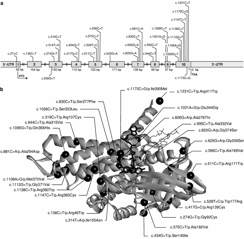 The ACADS gene variation spectrum in 114 patients with short-chain acyl ...