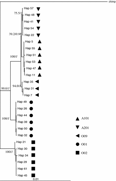Evolutionary dynamics of the human ABO gene | SpringerLink