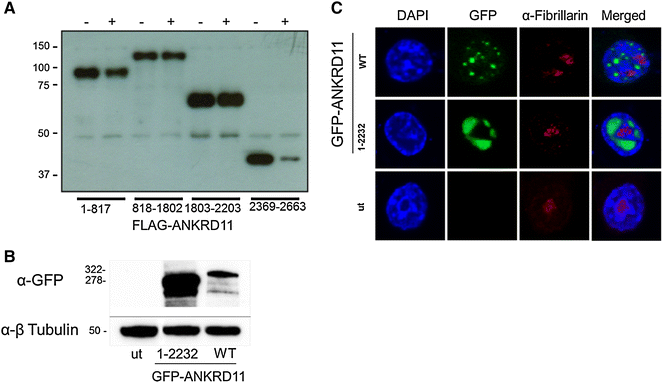 Characterization of ANKRD11 mutations in humans and mice related to KBG ...