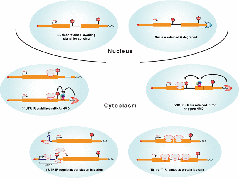 Intron retention as a component of regulated gene expression programs ...