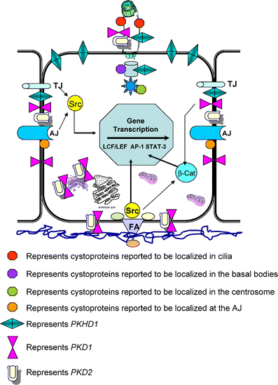 Molecular and cellular pathophysiology of autosomal recessive ...