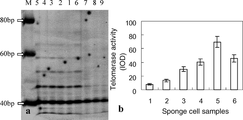 Purification and in vitro cultivation of archaeocytes (stem cells) of ...