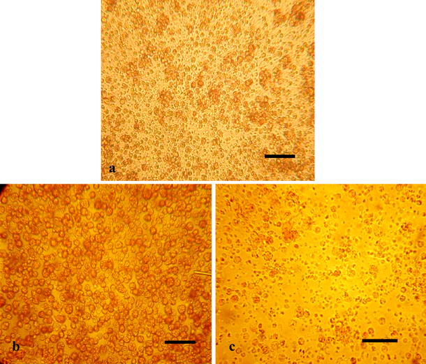 Purification and in vitro cultivation of archaeocytes (stem cells) of ...