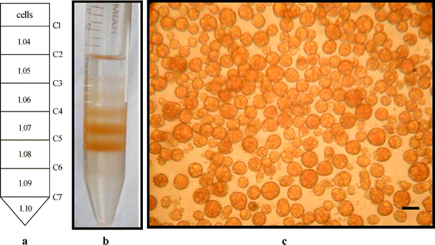 Purification and in vitro cultivation of archaeocytes (stem cells) of ...
