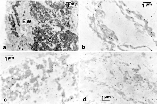 Mechanism of chalaza formation in quail eggs | SpringerLink