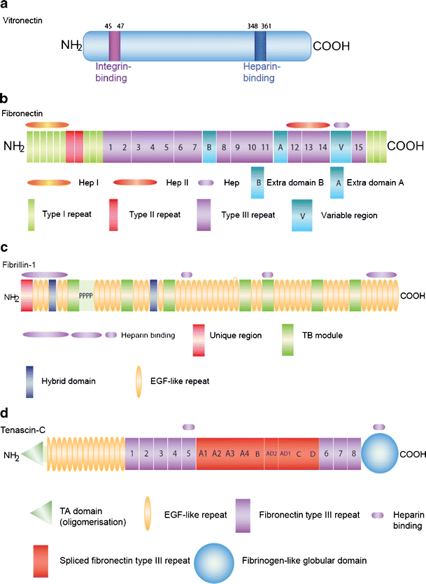 Syndecans as receptors and organizers of the extracellular matrix ...