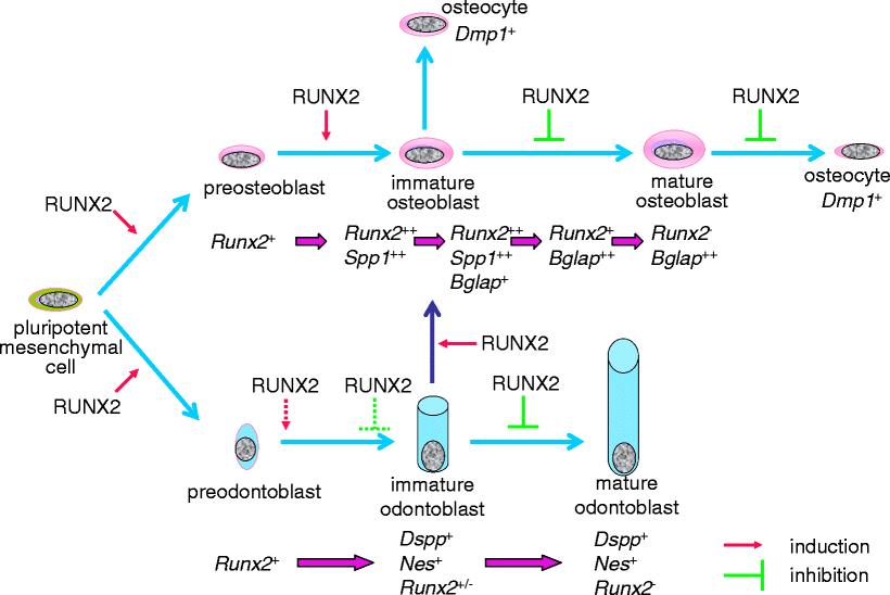 Regulation Of Bone Development And Extracellular Matrix Protein Genes
