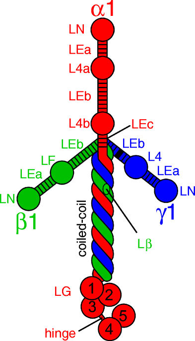 Laminins | SpringerLink