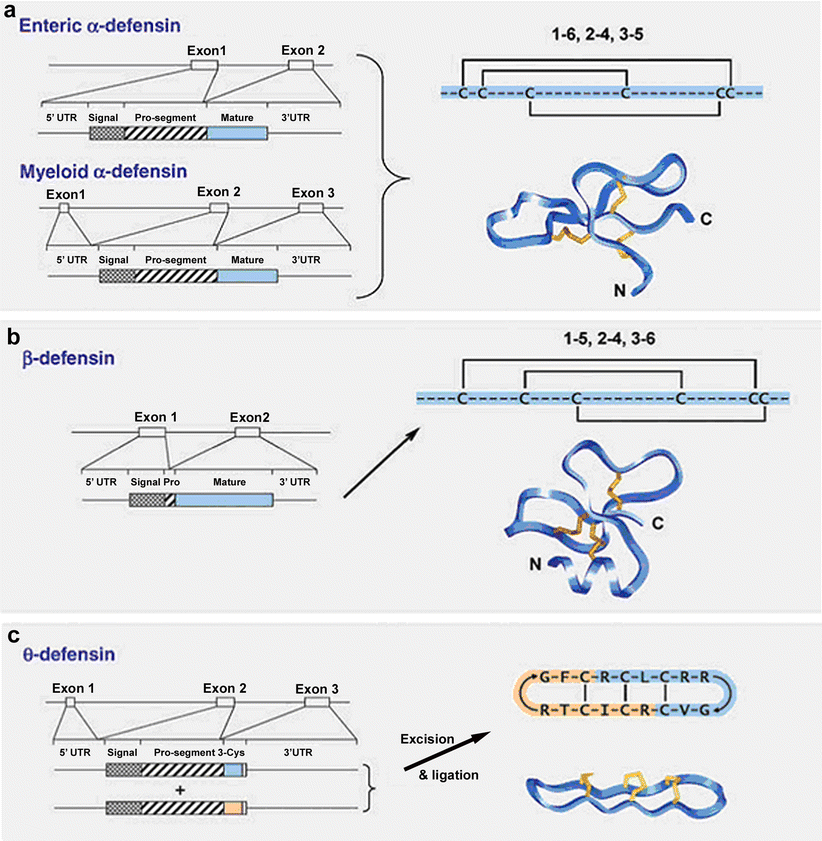 Defensins in innate immunity | SpringerLink