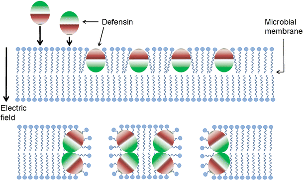 Defensins in innate immunity | SpringerLink