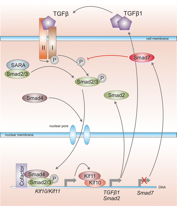 Klf10 and Klf11 as mediators of TGF-beta superfamily signaling ...