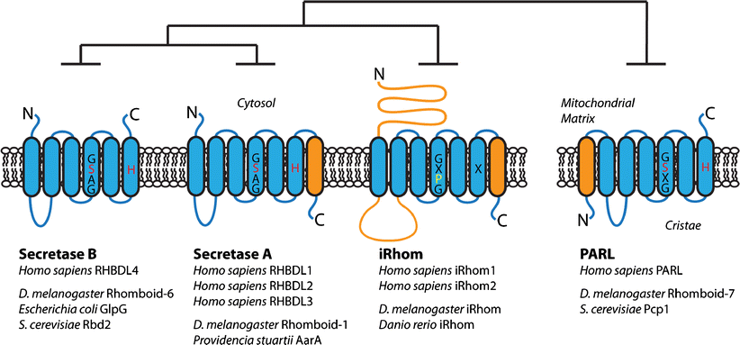 Rhomboid proteins: a role in keratinocyte proliferation and cancer ...