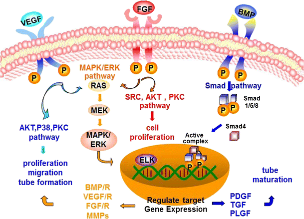 Effects of combinations of BMP-2 with FGF-2 and/or VEGF on HUVECs ...