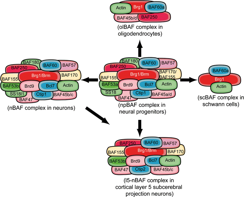 Roles of chromatin remodeling BAF complex in neural differentiation and ...
