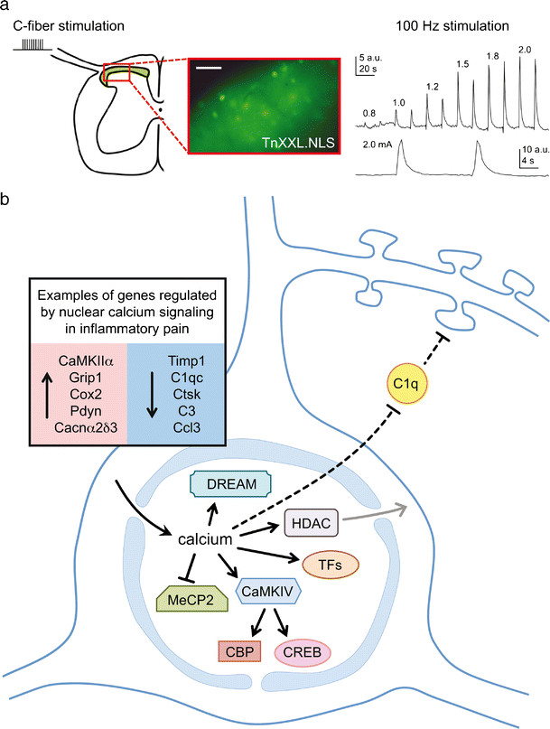 Neuronal calcium signaling in chronic pain | SpringerLink