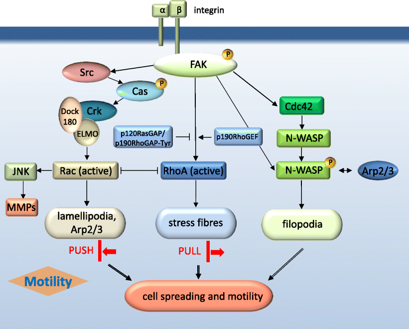 Focal adhesion kinase (FAK) perspectives in mechanobiology ...