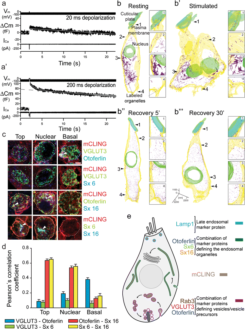 Relating structure and function of inner hair cell ribbon synapses ...