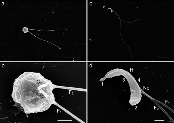 Spermiogenesis and biflagellate spermatozoon of the teleost fish ...