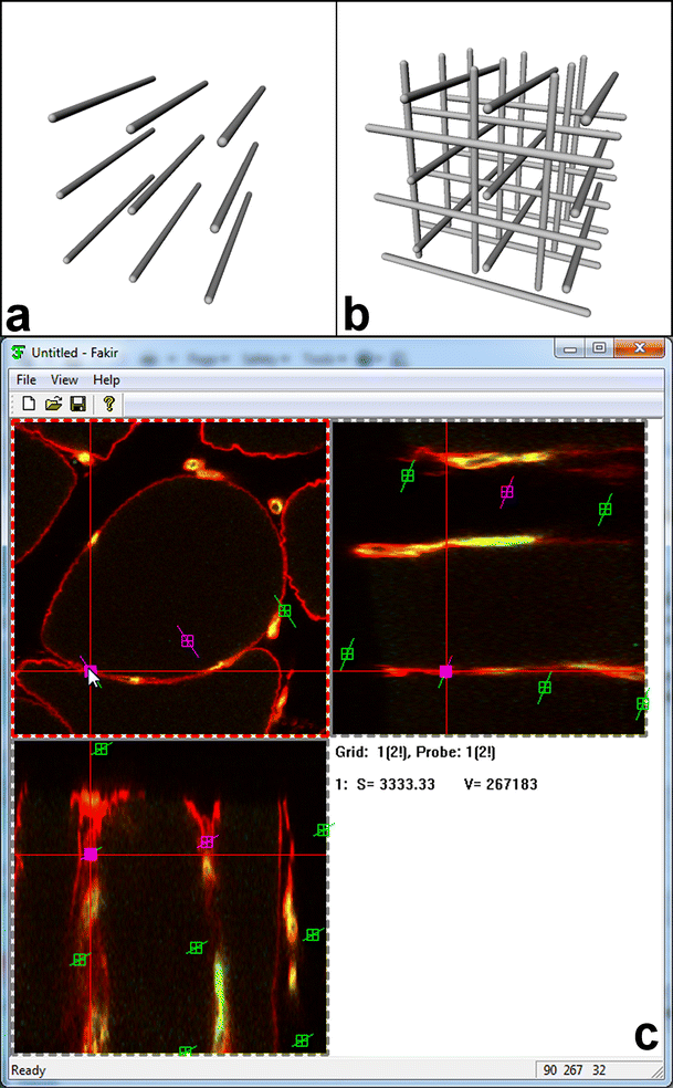 Confocal stereology: an efficient tool for measurement of microscopic ...