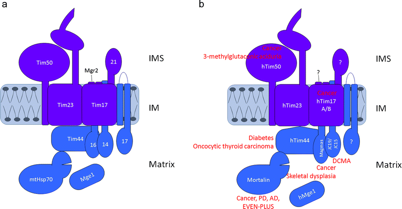 The TIM23 mitochondrial protein import complex: function and ...