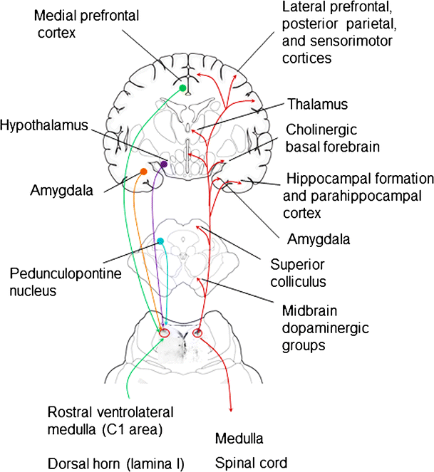Locus coeruleus | SpringerLink