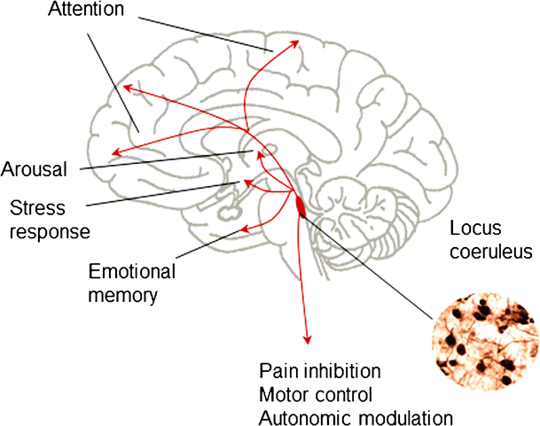 Locus coeruleus | SpringerLink