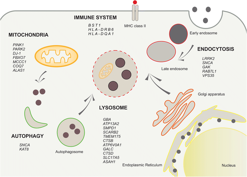 Genetic risk factors in Parkinson’s disease | SpringerLink