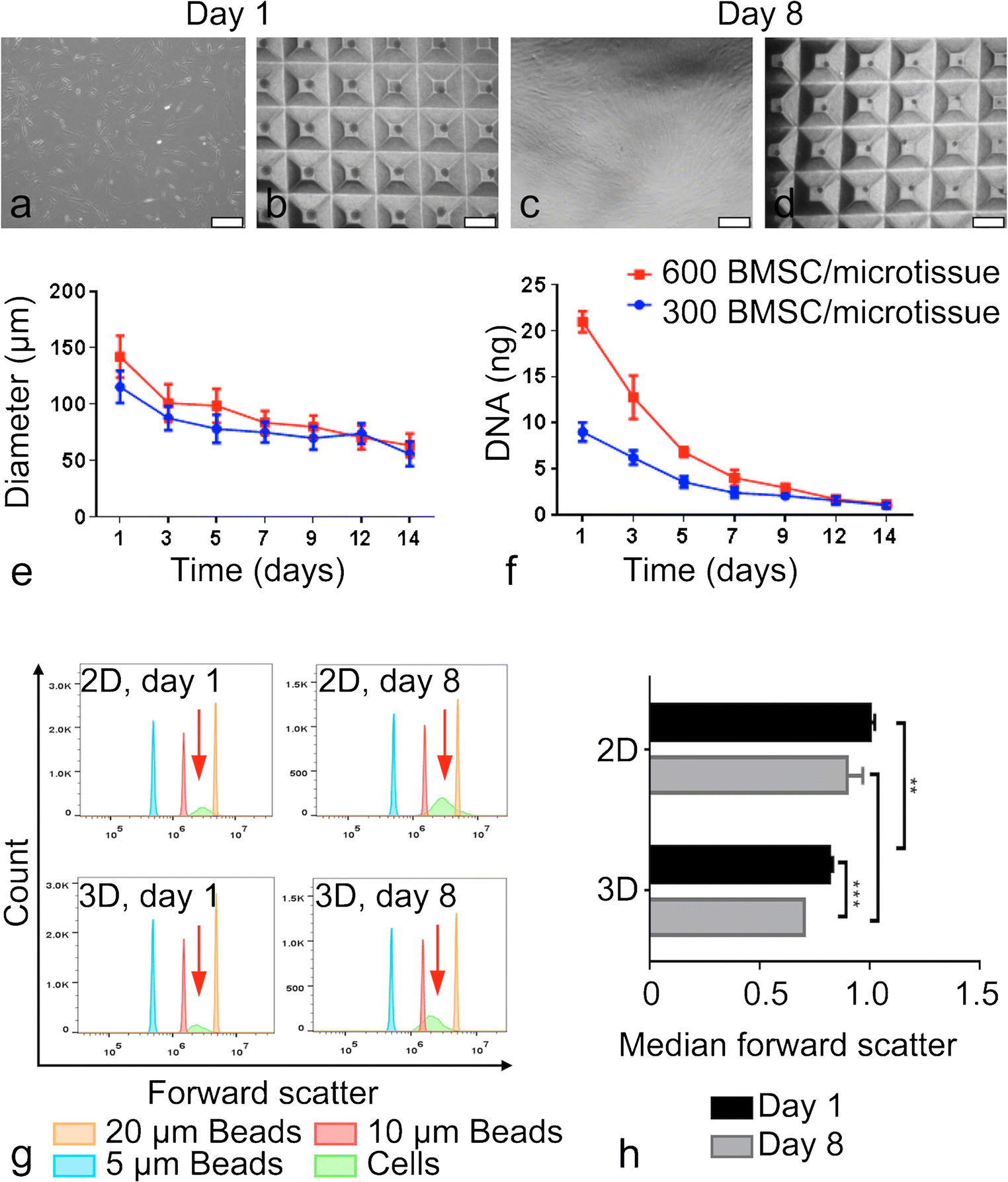 Bone marrow-derived stem/stromal cells (BMSC) 3D microtissues cultured ...