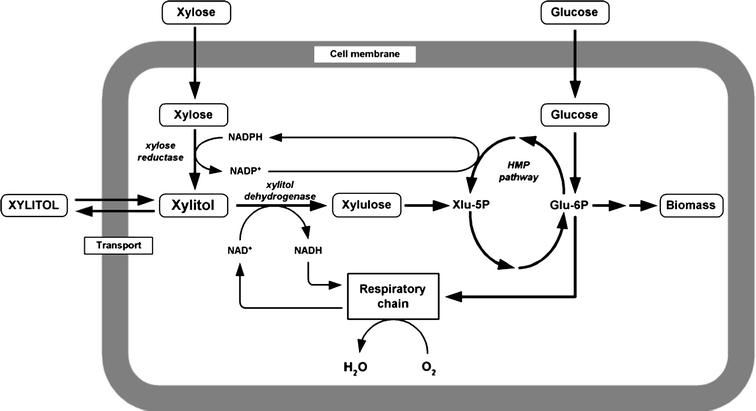 A model of xylitol production by the yeast Candida mogii | SpringerLink