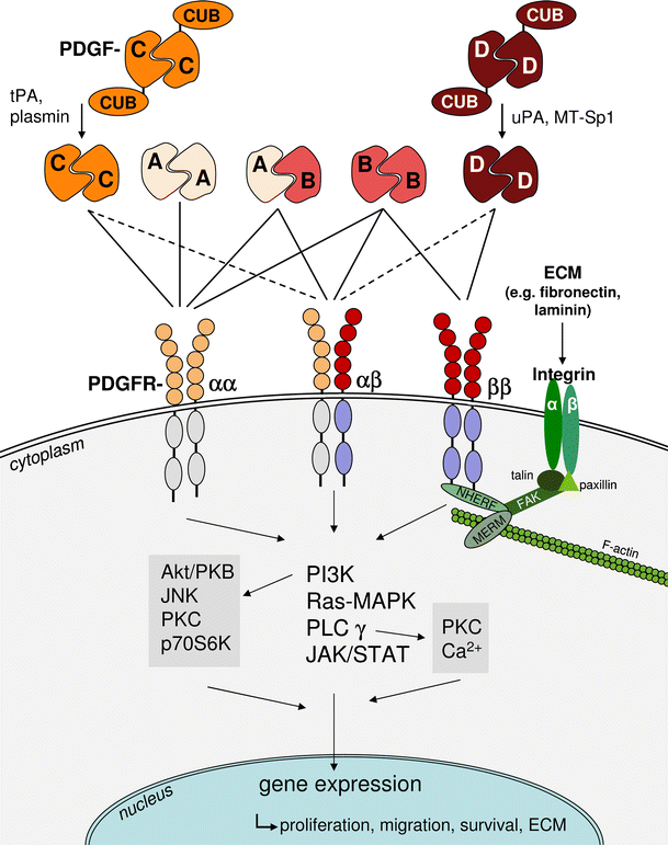 The PDGF family in renal fibrosis | SpringerLink
