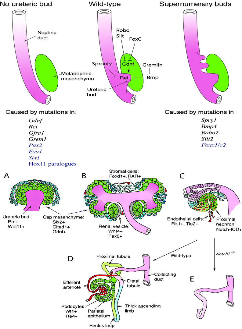 PAX2 in human kidney malformations and disease | SpringerLink